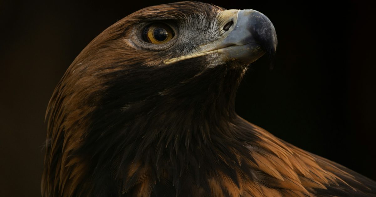 Hobart launch: introducing Shams Uddin | Kuno