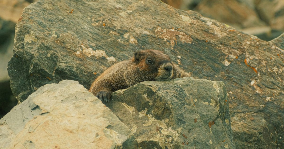 The Story of Marmot Pups | Kuno