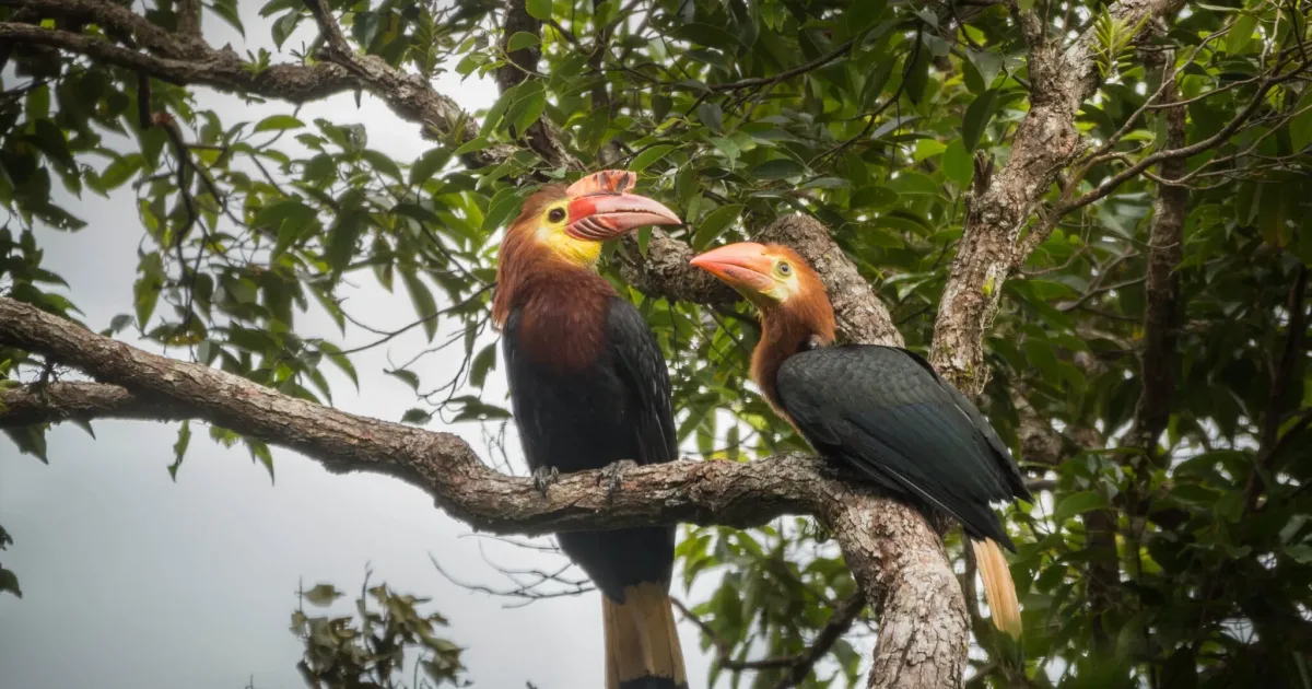Rufous-headed Hornbill: A flagship species for conservation action | Kuno
