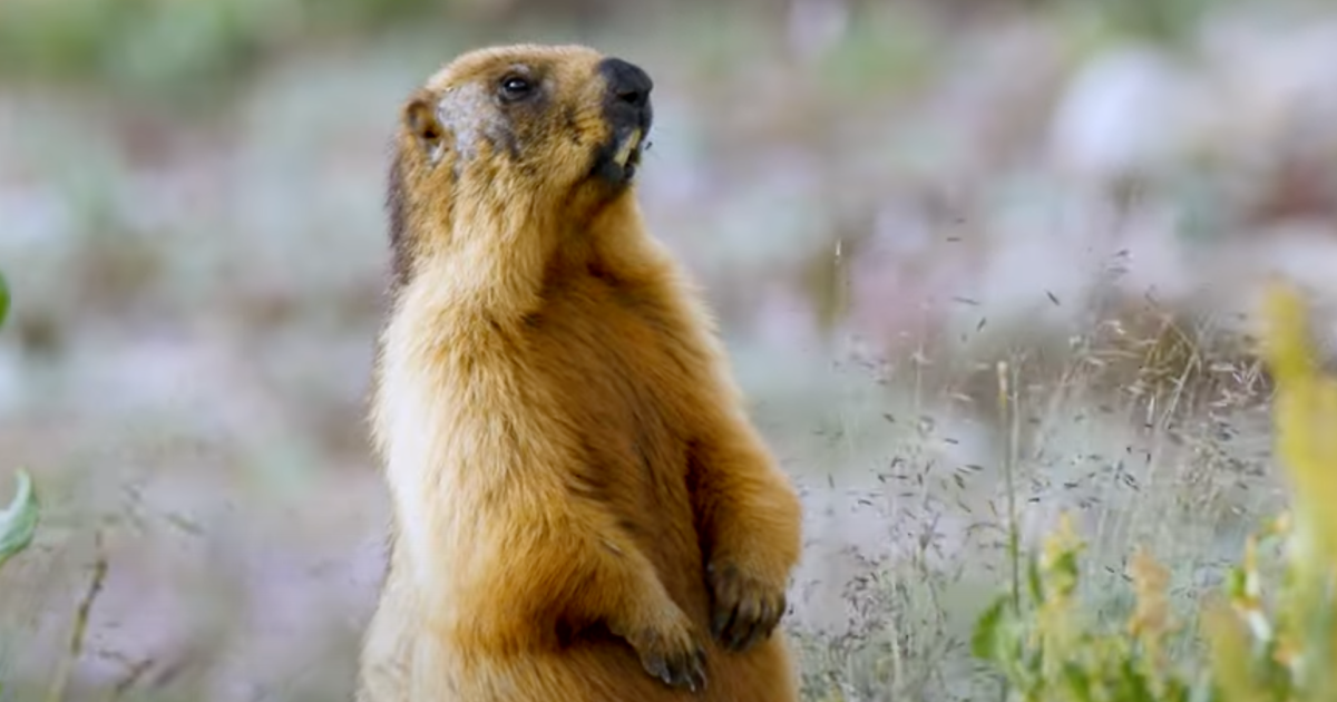 Golden Marmot: Social animals on the roof of the world | Kuno