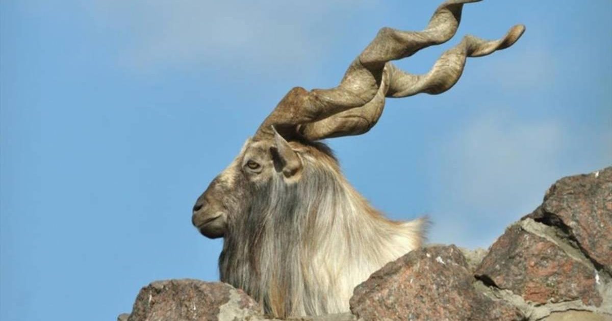 Himalayan Lynx hunting Markhor in Pakistan | Kuno