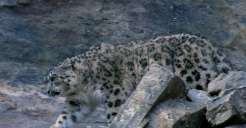 snow leopard bbc