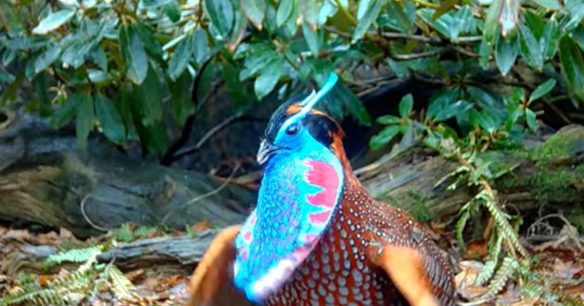 Extraordinary display of the Temminck's tragopan pheasant | Kuno