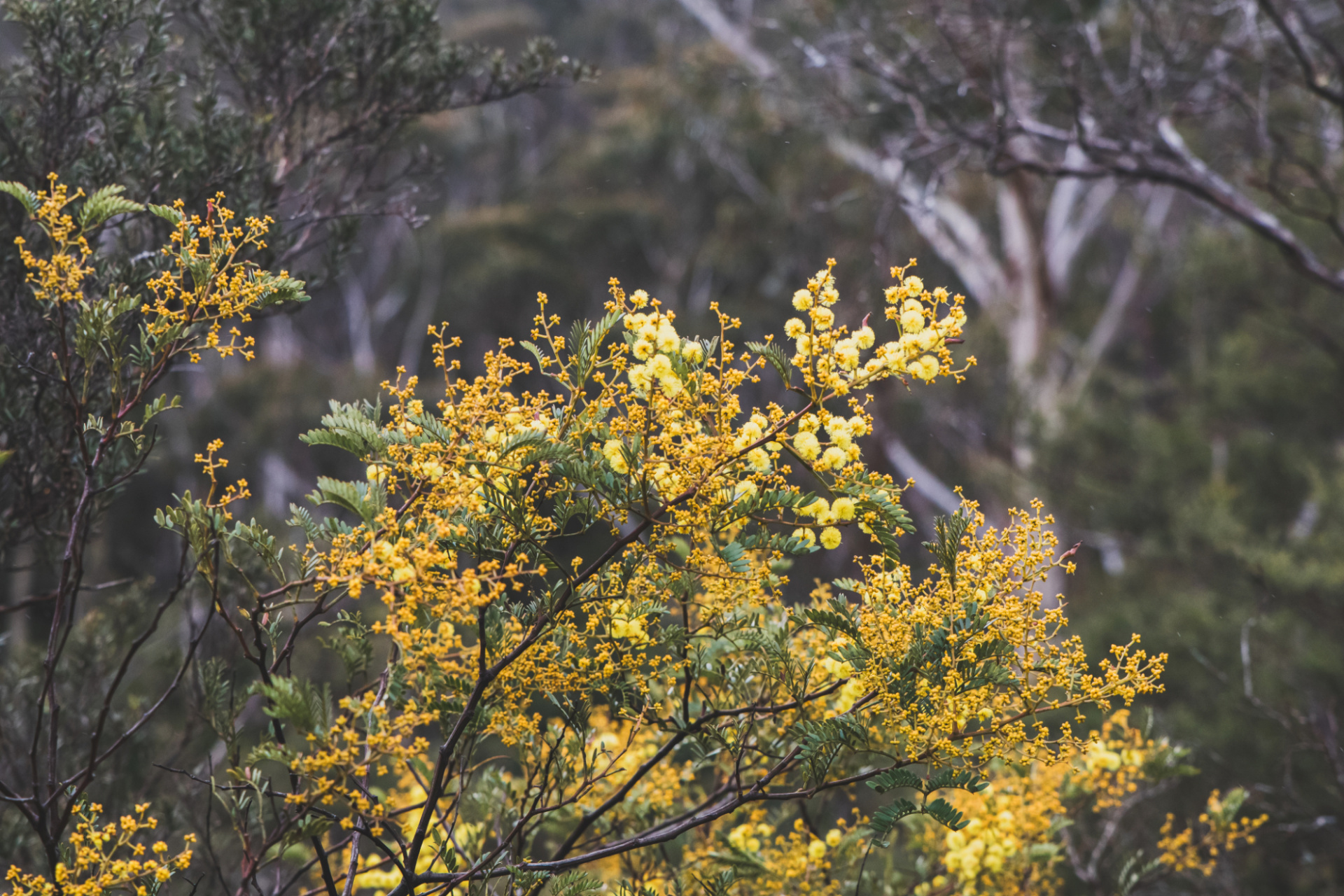 Farming and nature connection on the Central Highlands with Russ Fowler ...