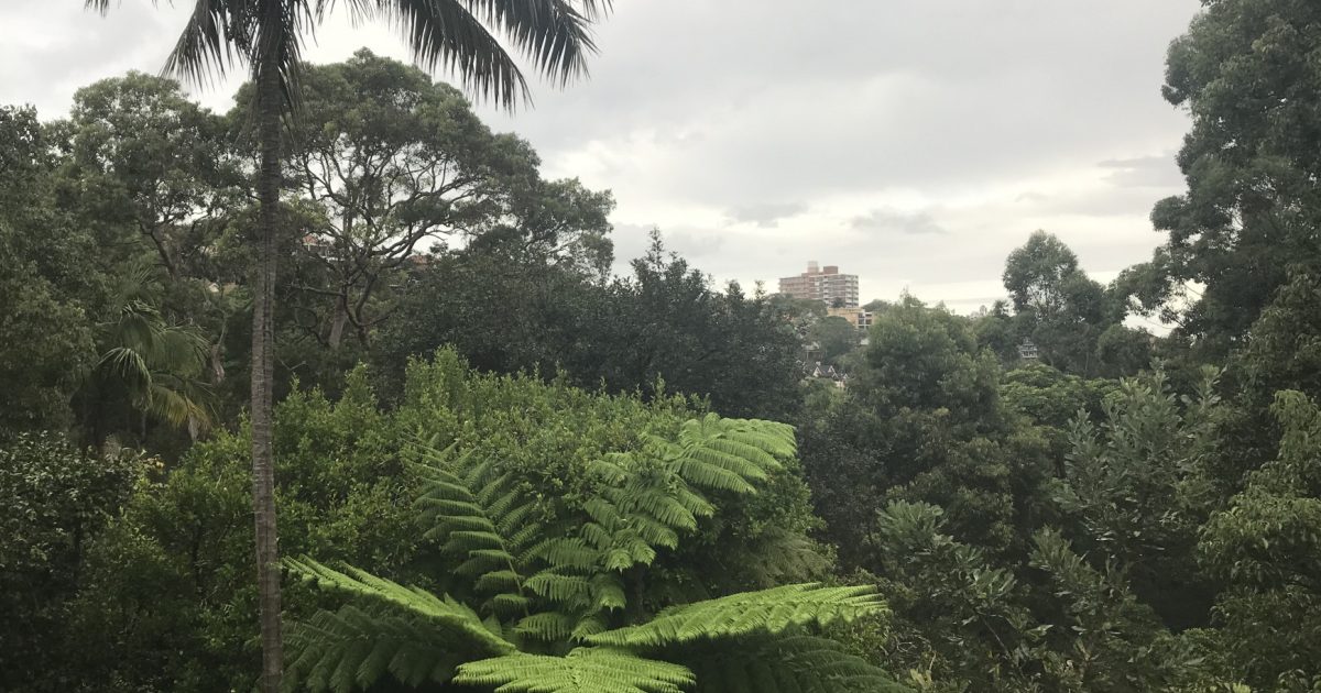 The importance of bush in an urban environment | Kuno