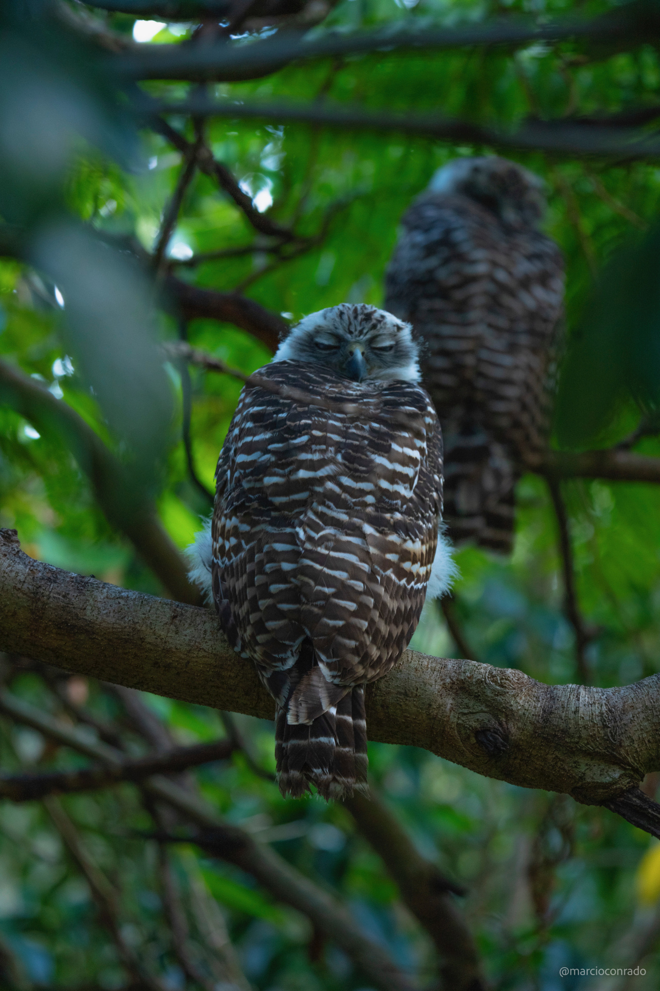 Magic Powerful Owl encounter in Sydney | Kuno