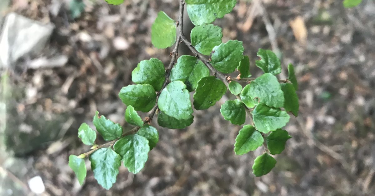 Inala Jurassic Garden's Noah's Ark project | Kuno