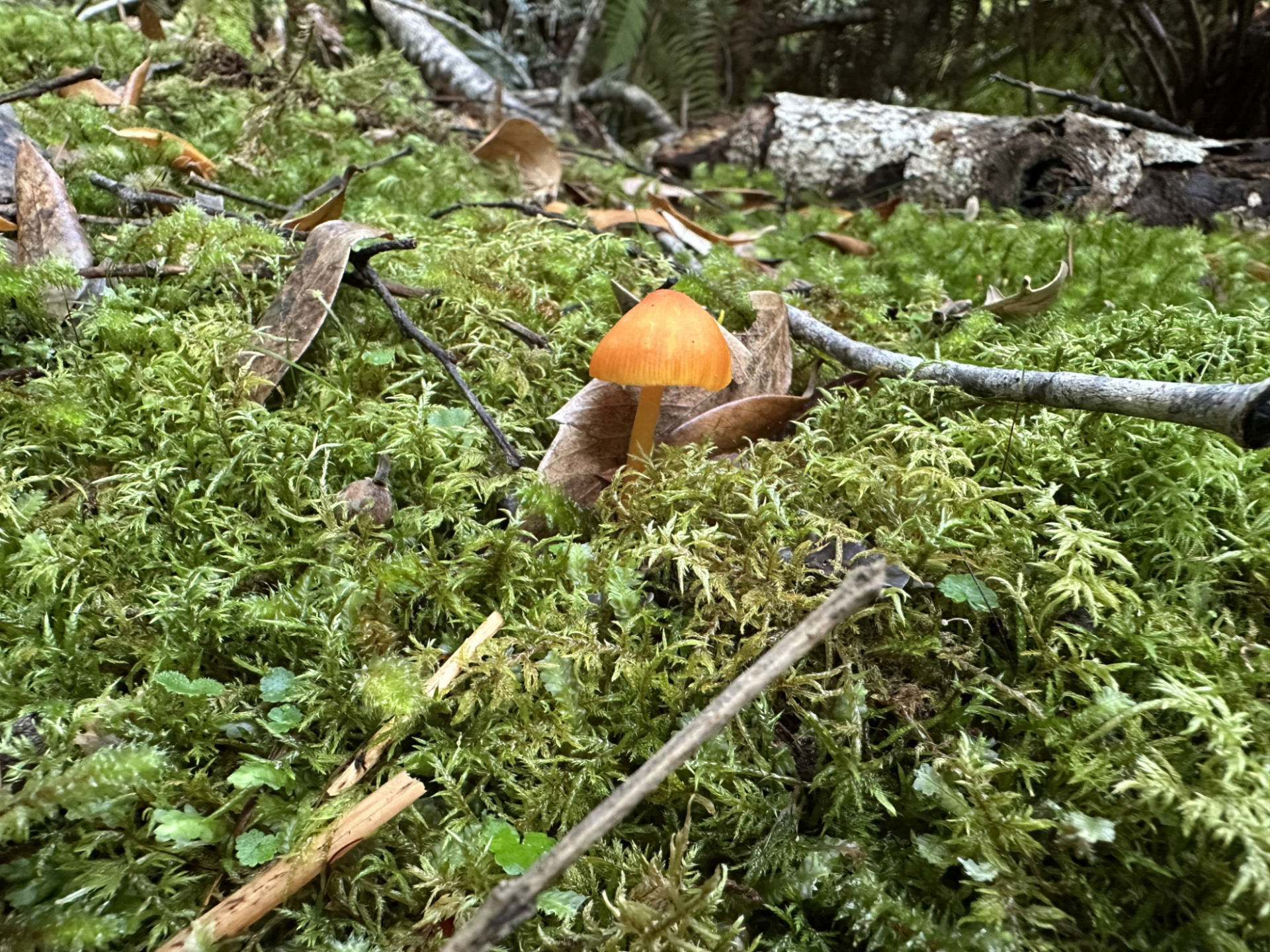 Autumn Fungi of the Styx Valley | Kuno