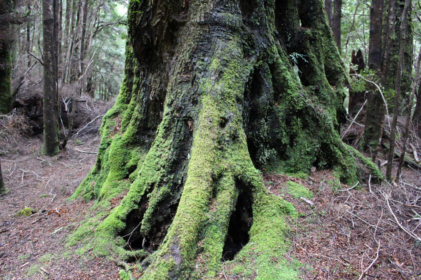 Takayna / Tarkine | Kuno