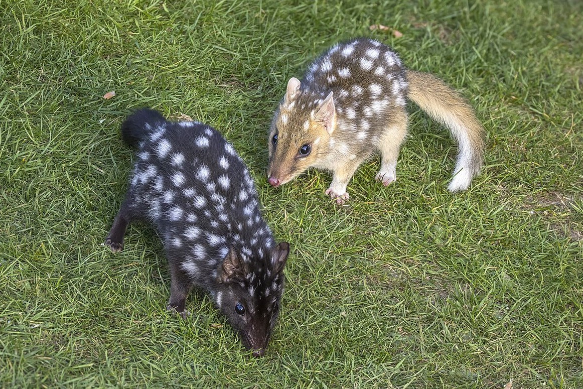 Eastern Quoll | Kuno