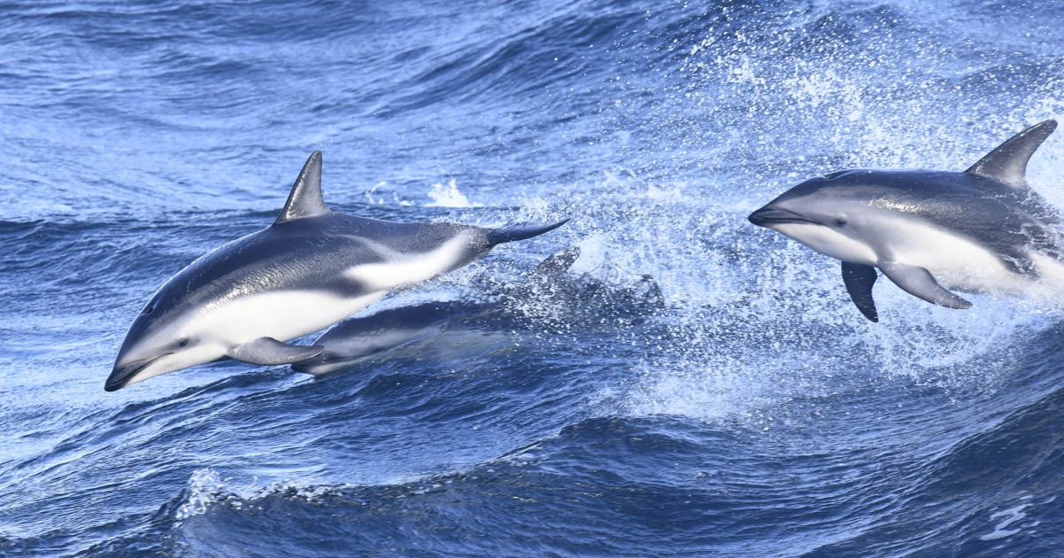 Dusky dolphin: ocean acrobat | Kuno