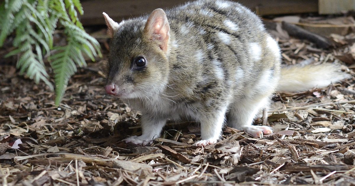 Bruny Island: eastern quoll stronghold | Kuno