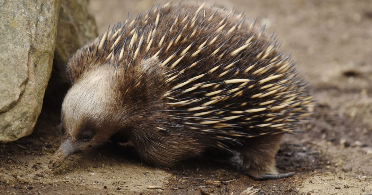 Echidna | Kuno