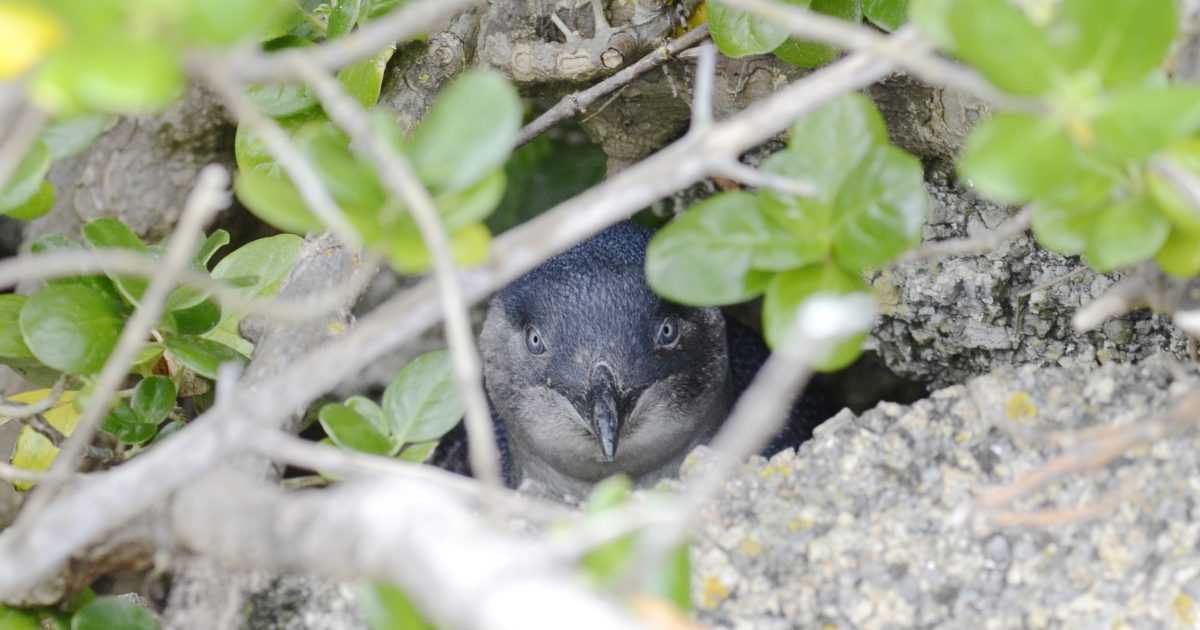 Little penguin paradise | Kuno