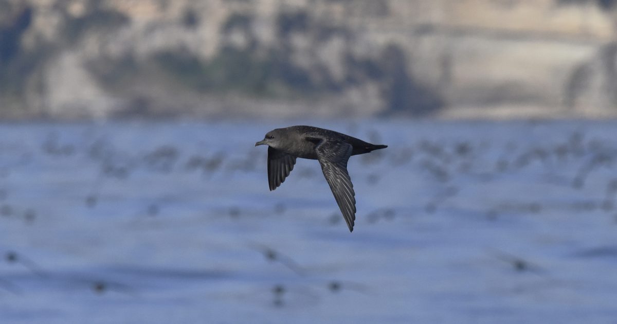 The short-tailed shearwater | Kuno