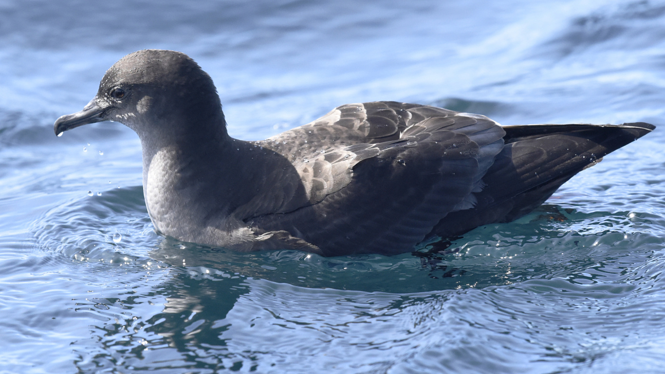 The short-tailed shearwater | Kuno
