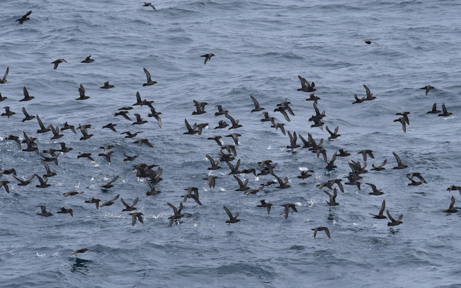 The short-tailed shearwater | Kuno