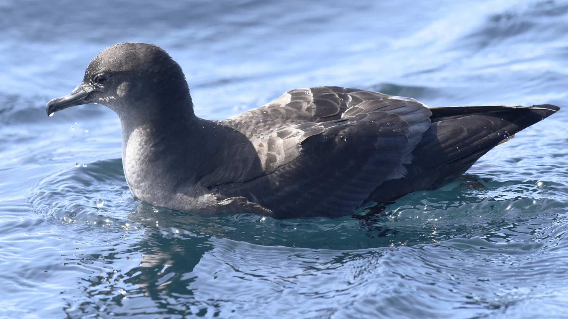 The short-tailed shearwater | Kuno