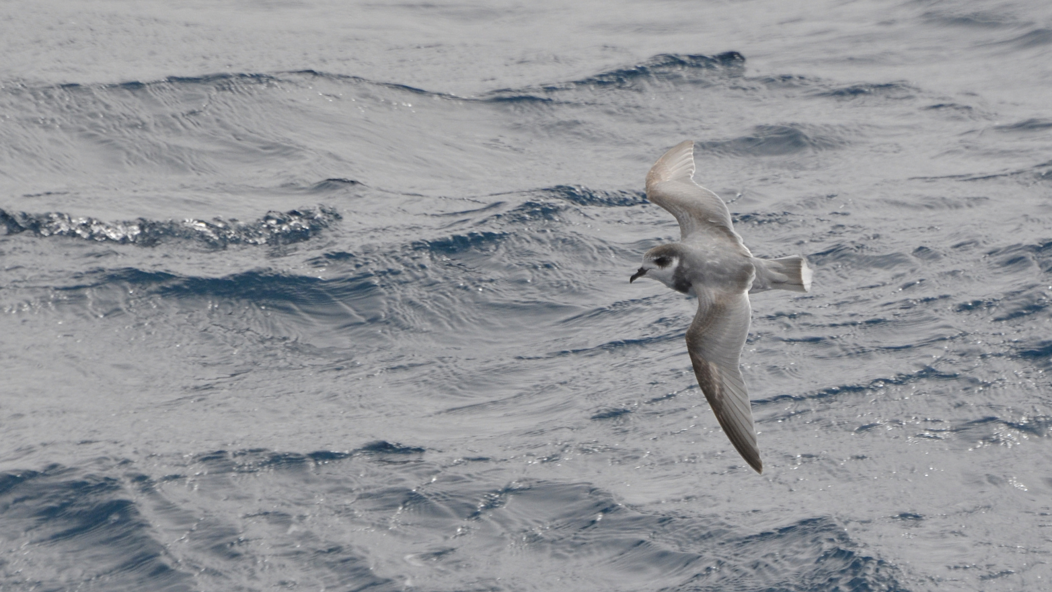 Storm petrel power | Kuno