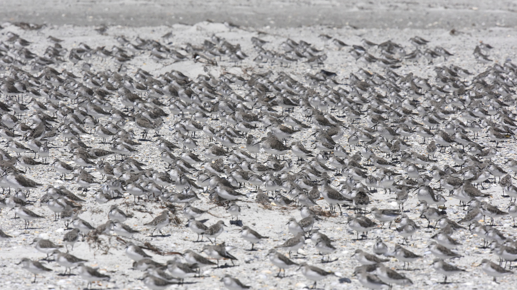 The amazing migration | Kuno