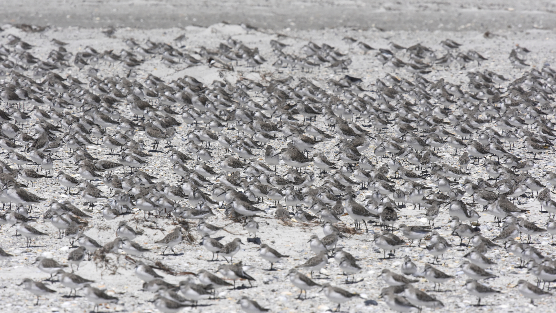 The amazing migration | Kuno