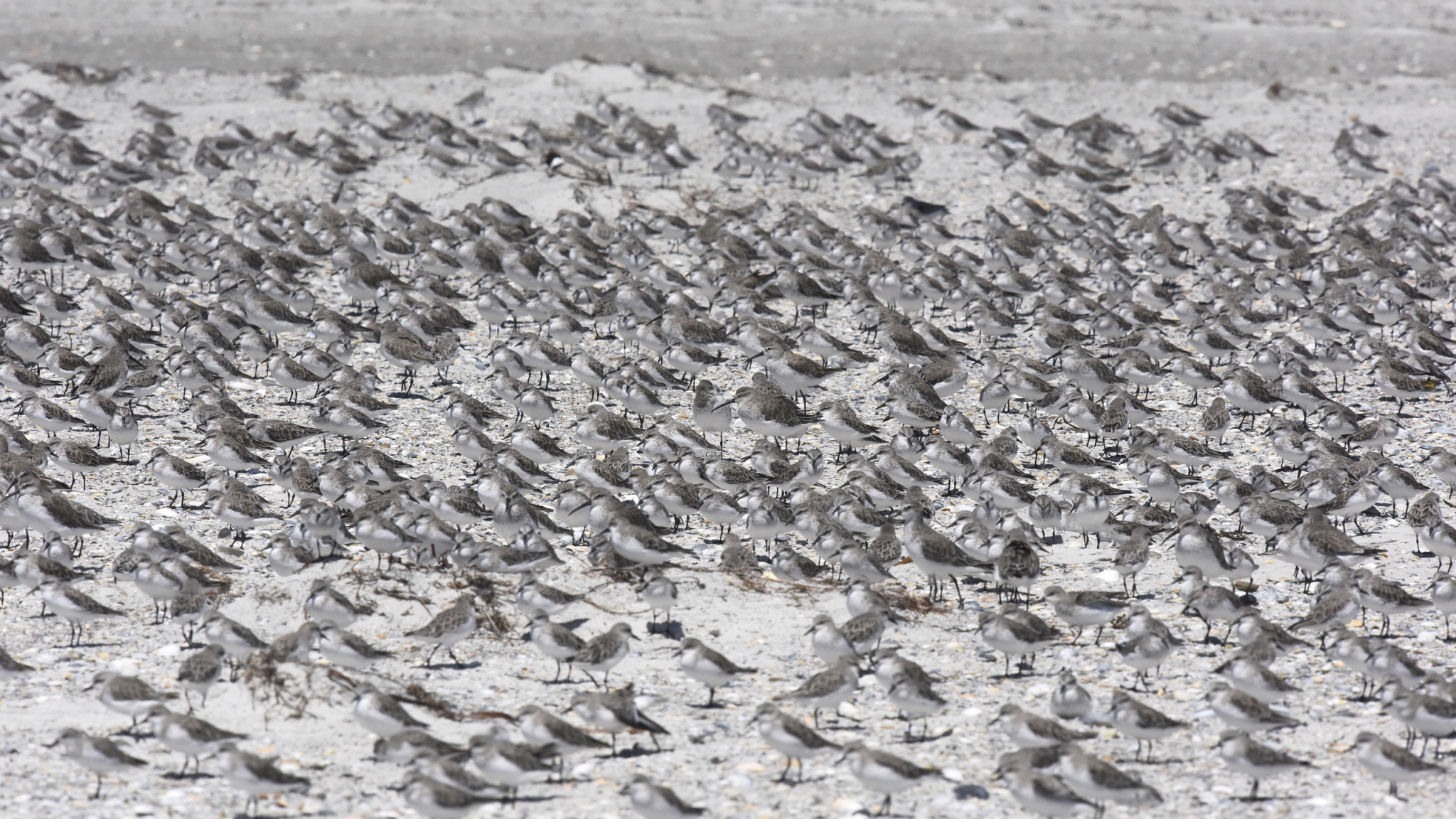 The amazing migration | Kuno