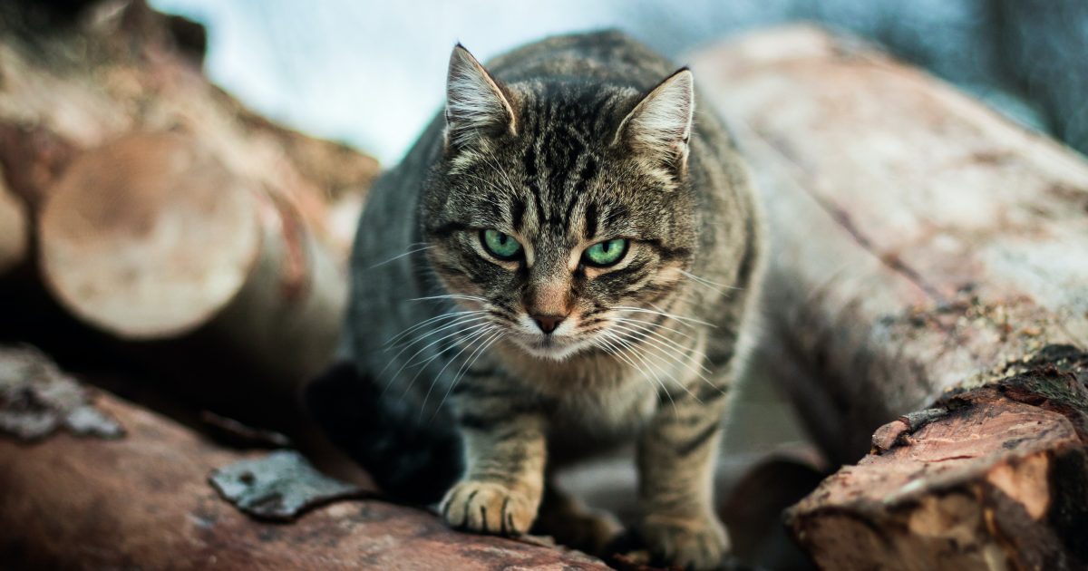 A feral cat free Bruny | Kuno