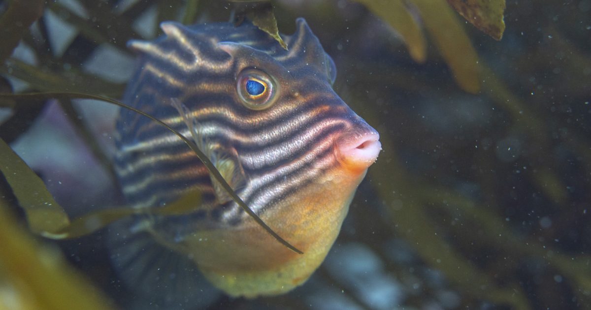 Tasmanian Marine life | Kuno