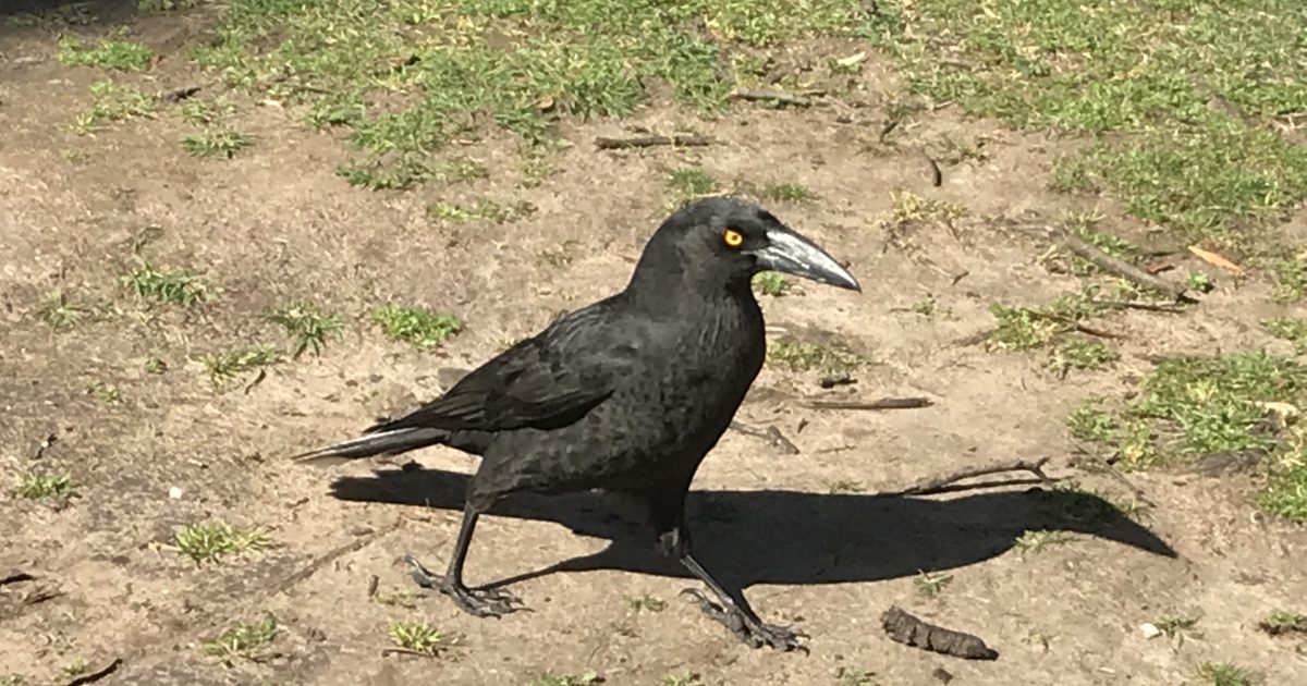 Black Currawong | Kuno