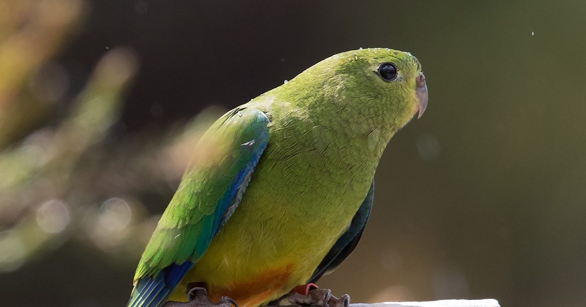 The open water migration of three rare parrots | Kuno