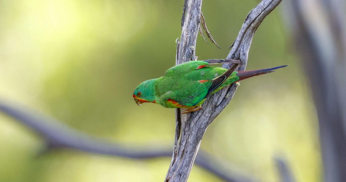 Swift Parrot | Kuno