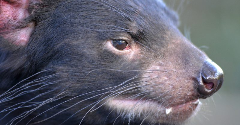 are tasmanian devils blind