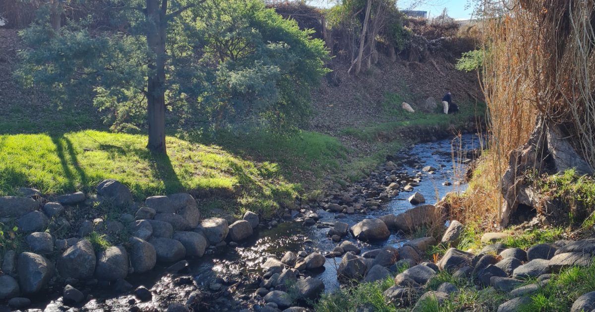Re-wilding the New Town Rivulet | Kuno