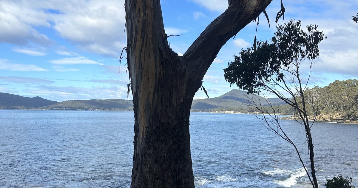 Marine and coastal life at Coal Point | Kuno