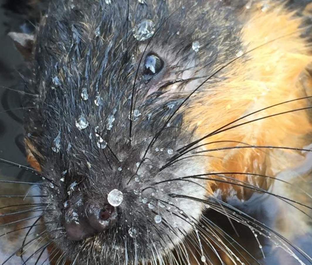 A rakali, an Aurora, and Bruny | Kuno