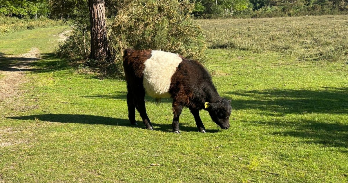 Belted Galloway Cattle: Protectors of the Heather | Kuno