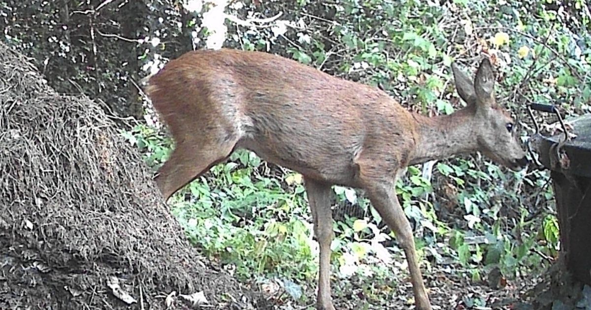 An update from Horsell Common | Kuno