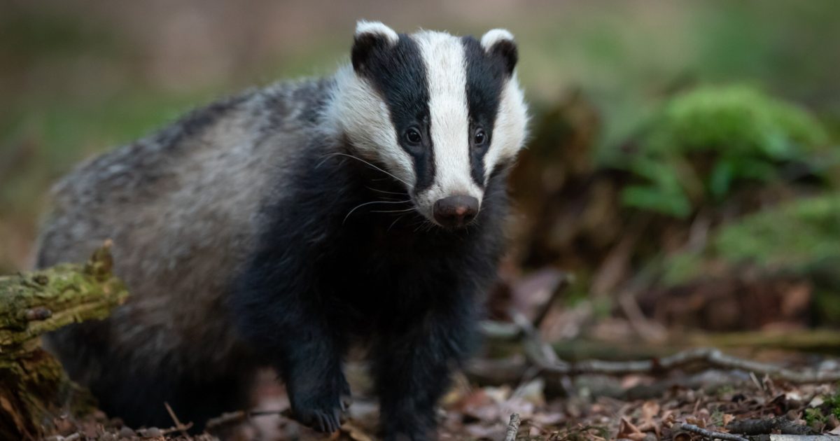 Northern Denmark wildlife livestream - Badgers, Marten, Deer, Birds | Kuno