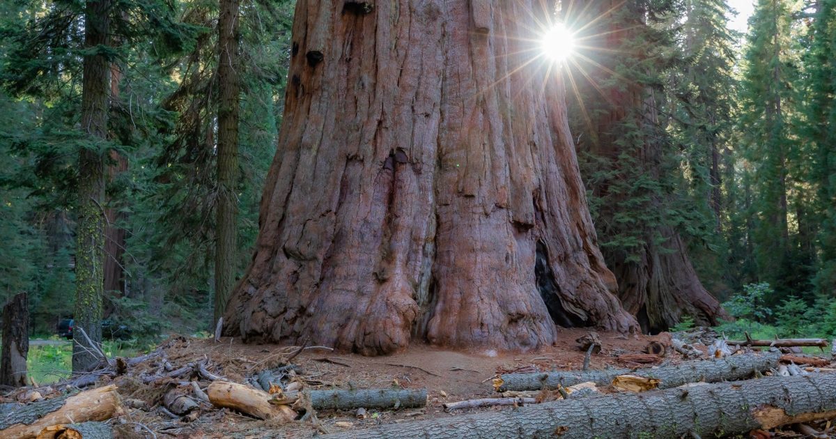 How trees talk to each other | Suzanne Simard | Kuno