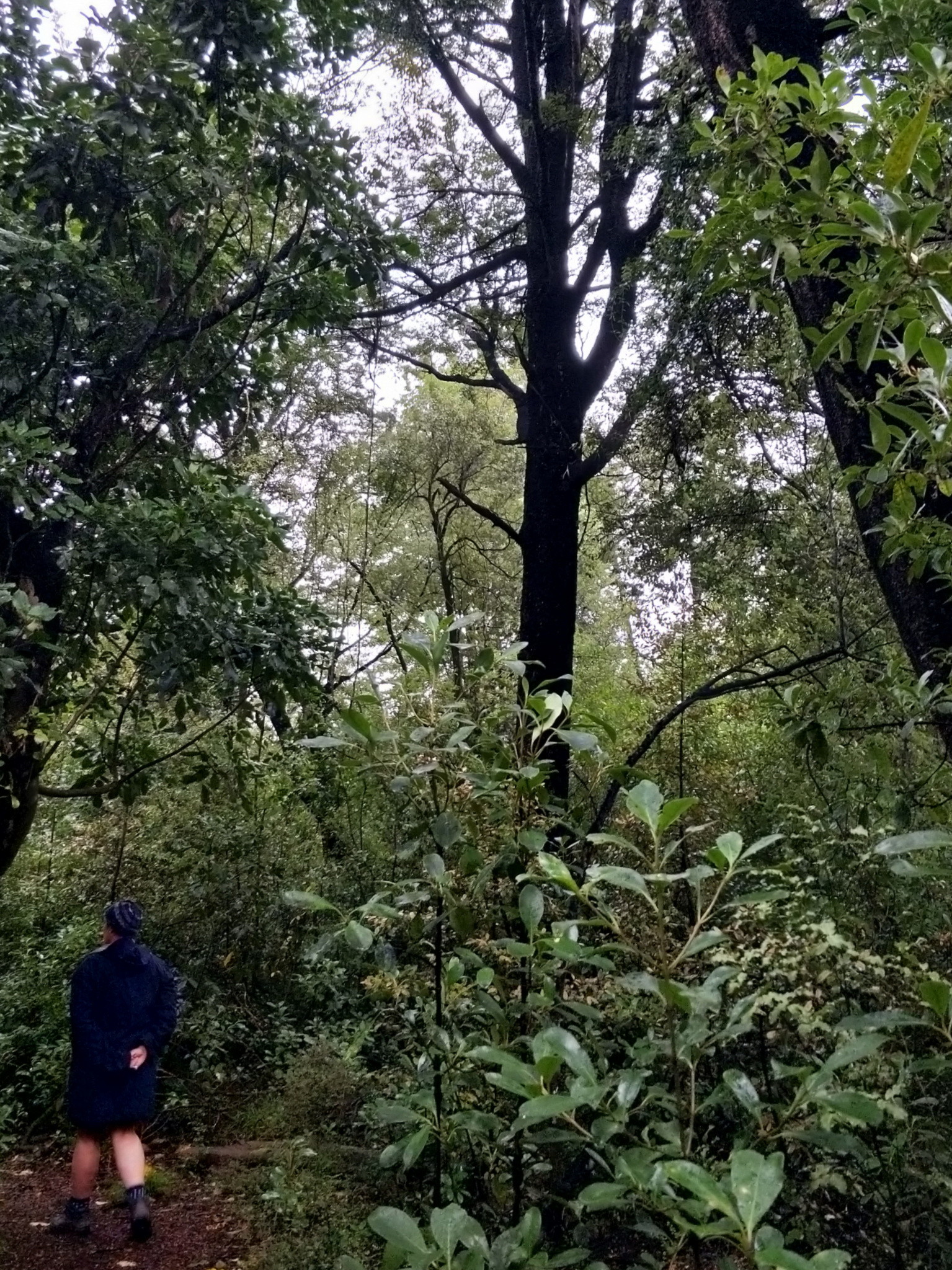 The Story of Kowai Bush and the Mears Track | Kuno