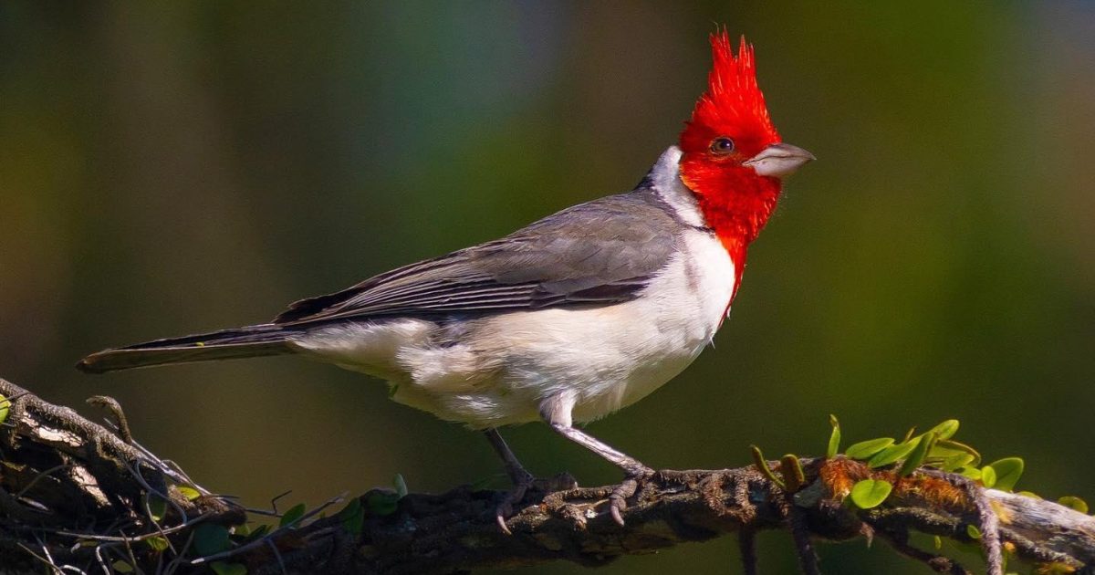 The Magic of the Big Stopper | Kuno