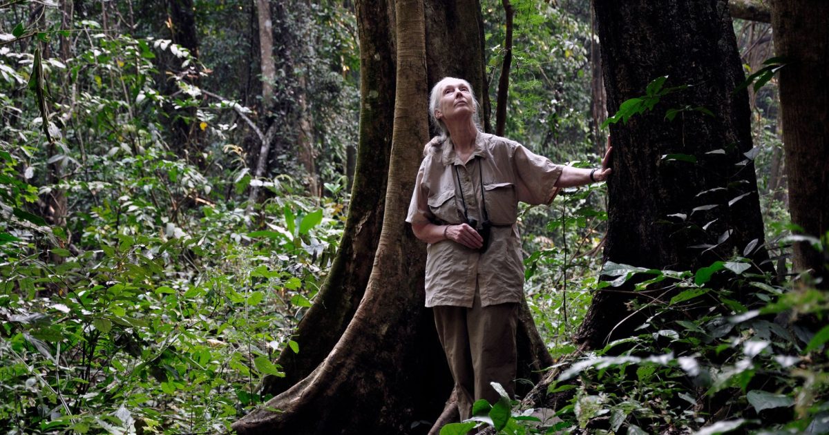 Jane Goodall on the web of life | Kuno