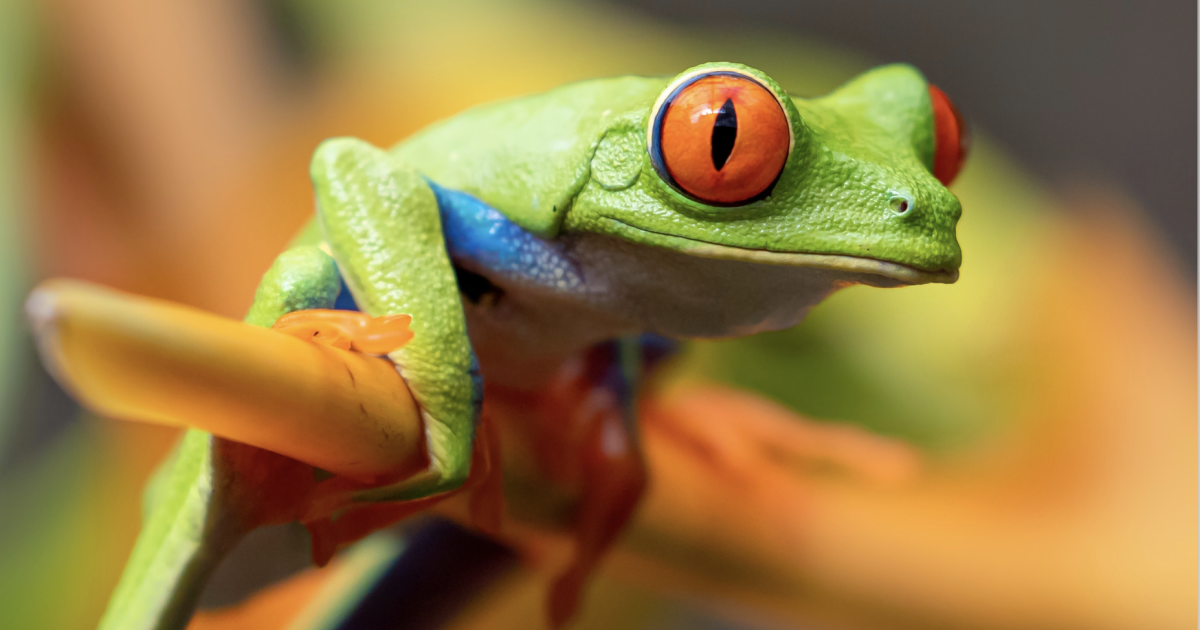 What is Kuno? | Kuno